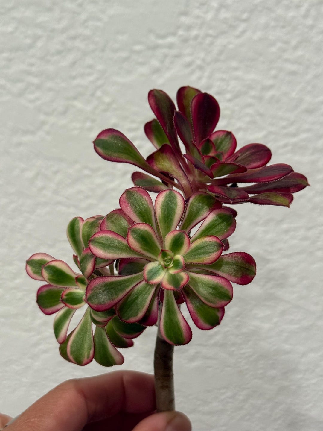 F9: Aeonium Chanel Cutting Small Cluster - Etsy