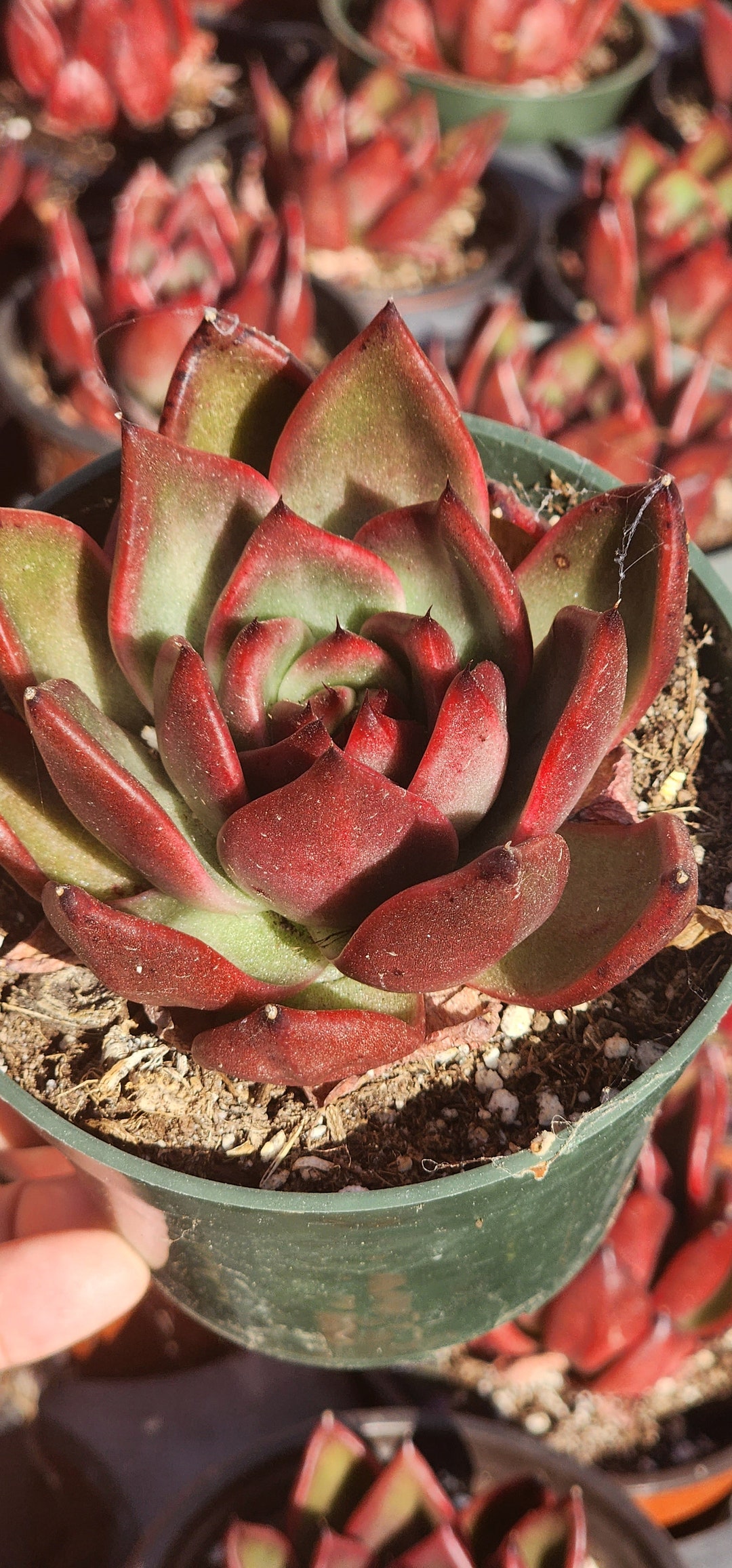 Echeveria Agavoides Scarlet - Etsy