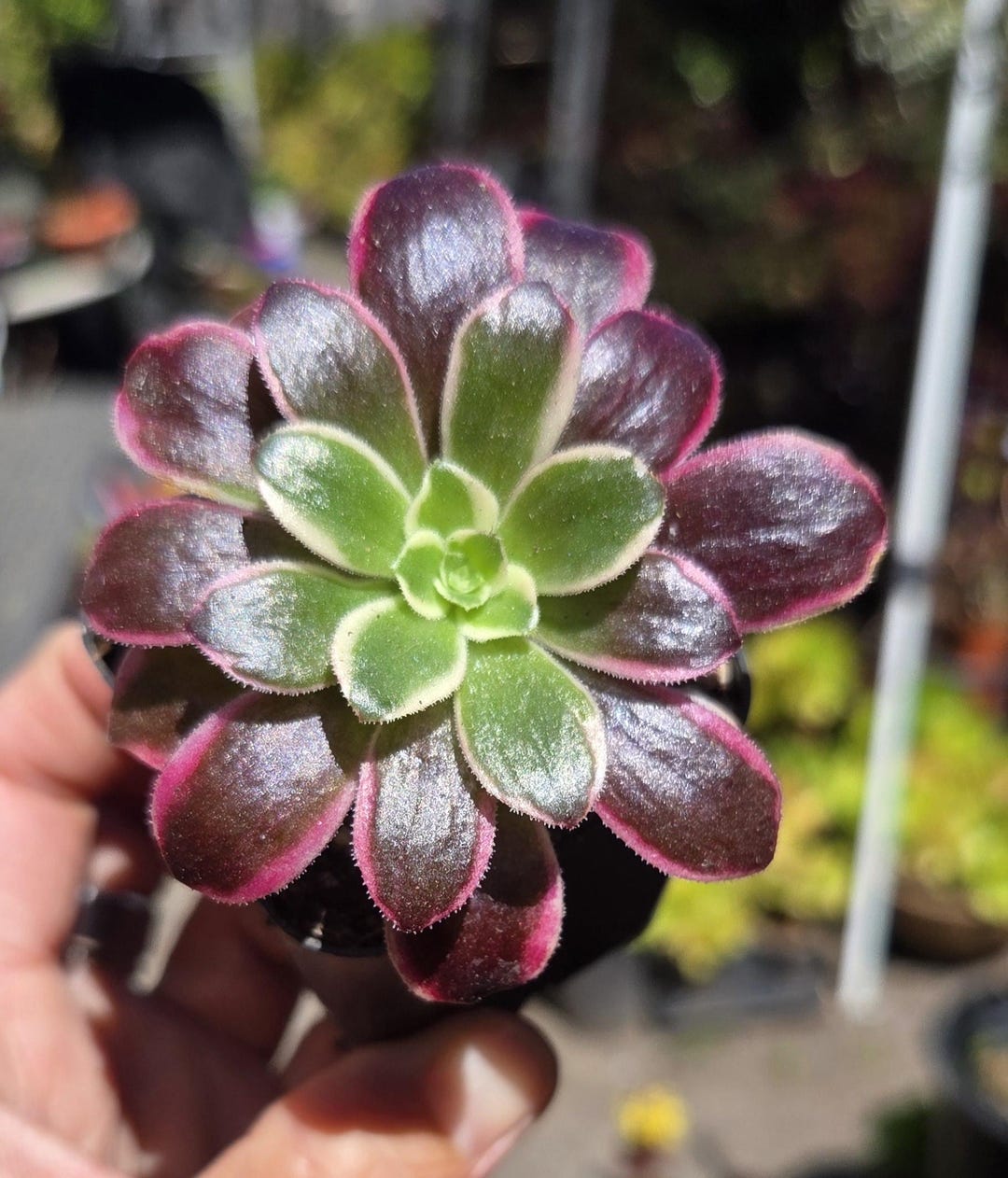 Aeonium Canary in 2 Inch Pot - Etsy