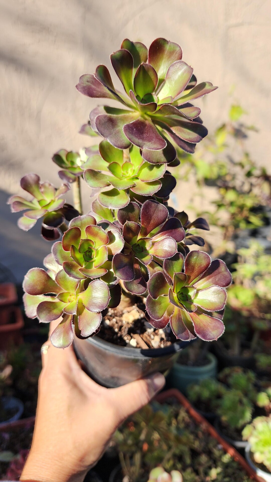Aeonium Voodoo Cluster in 4 Inch Pot - Etsy