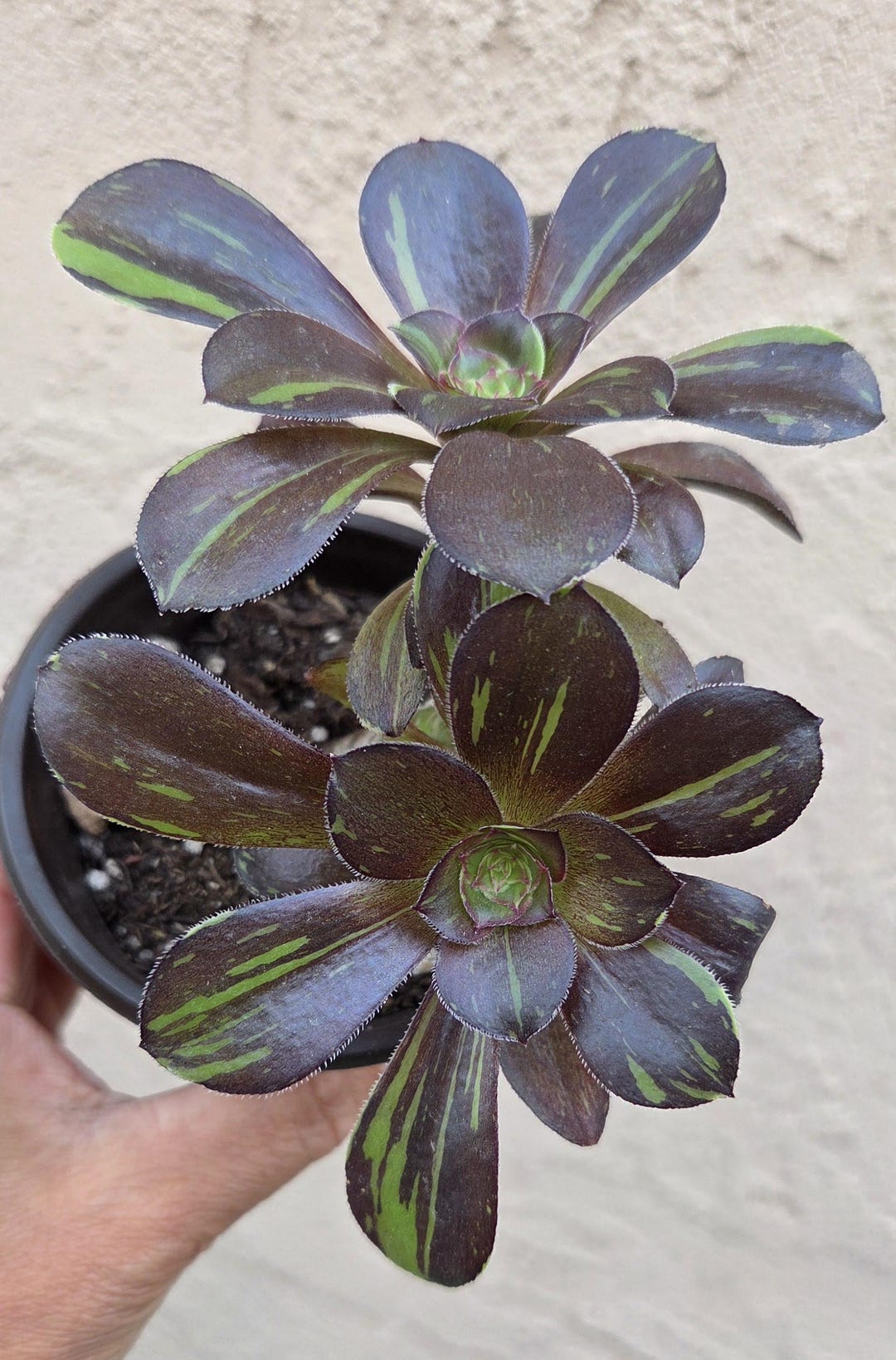 Aeonium Voodoo Big Bang Blend in 4 Inch Pot. - Etsy