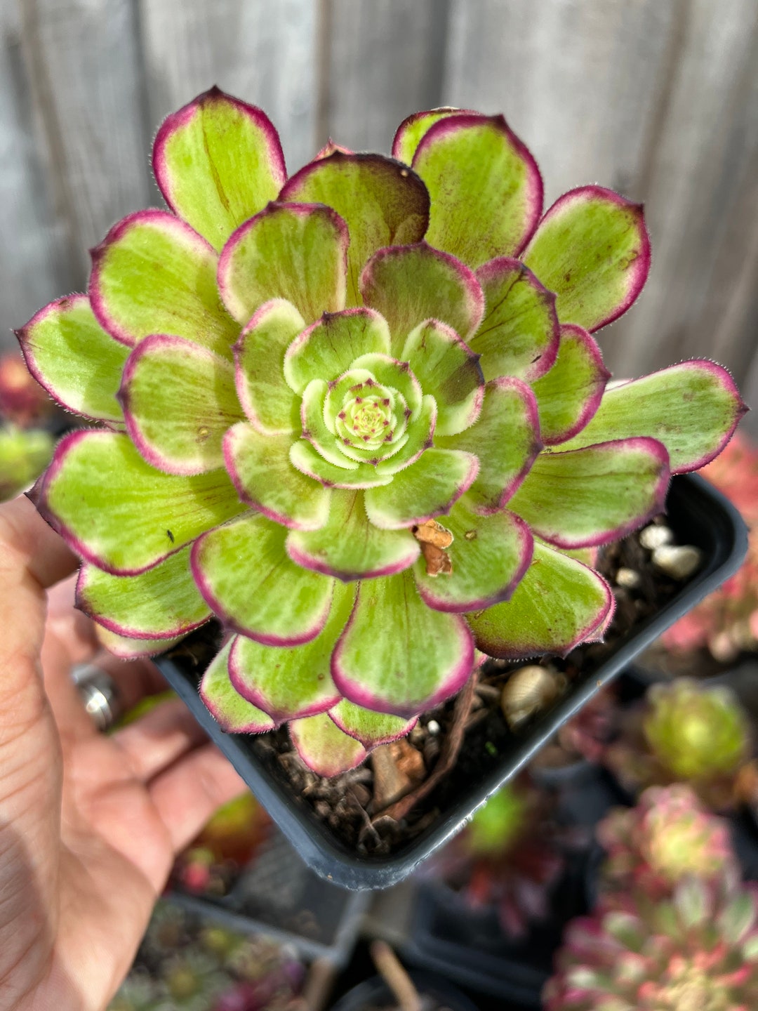 Aeonium Green Ink in 4 Inch Pot - Etsy