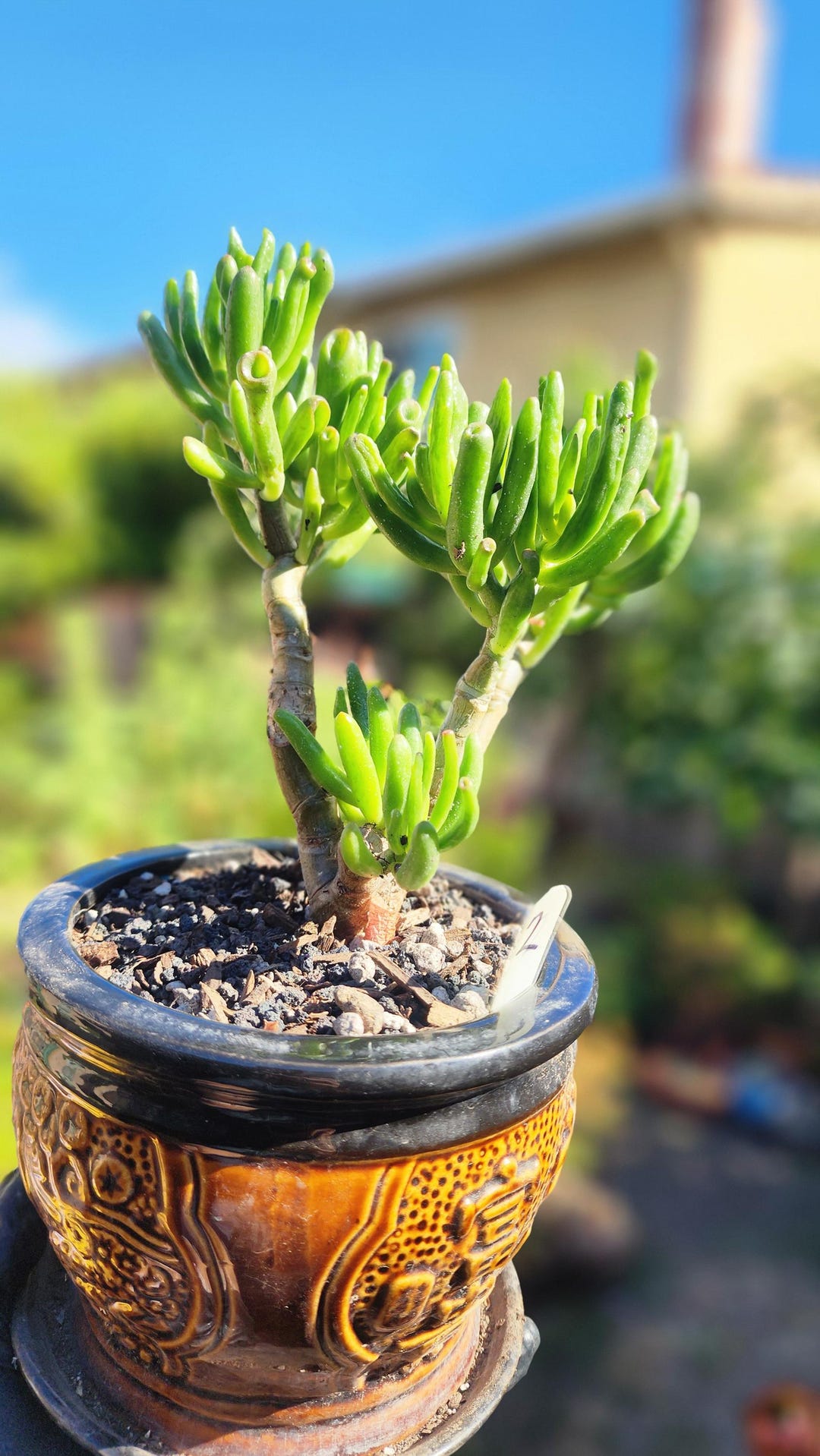 Ogre Jade in 6 Inch Pot - Etsy