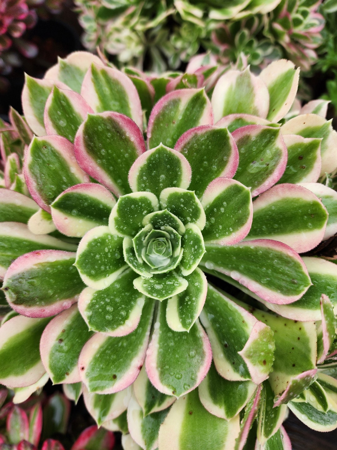 Aeonium Riverstone Single Cutting Head Diameter is 2.5 Inches - Etsy