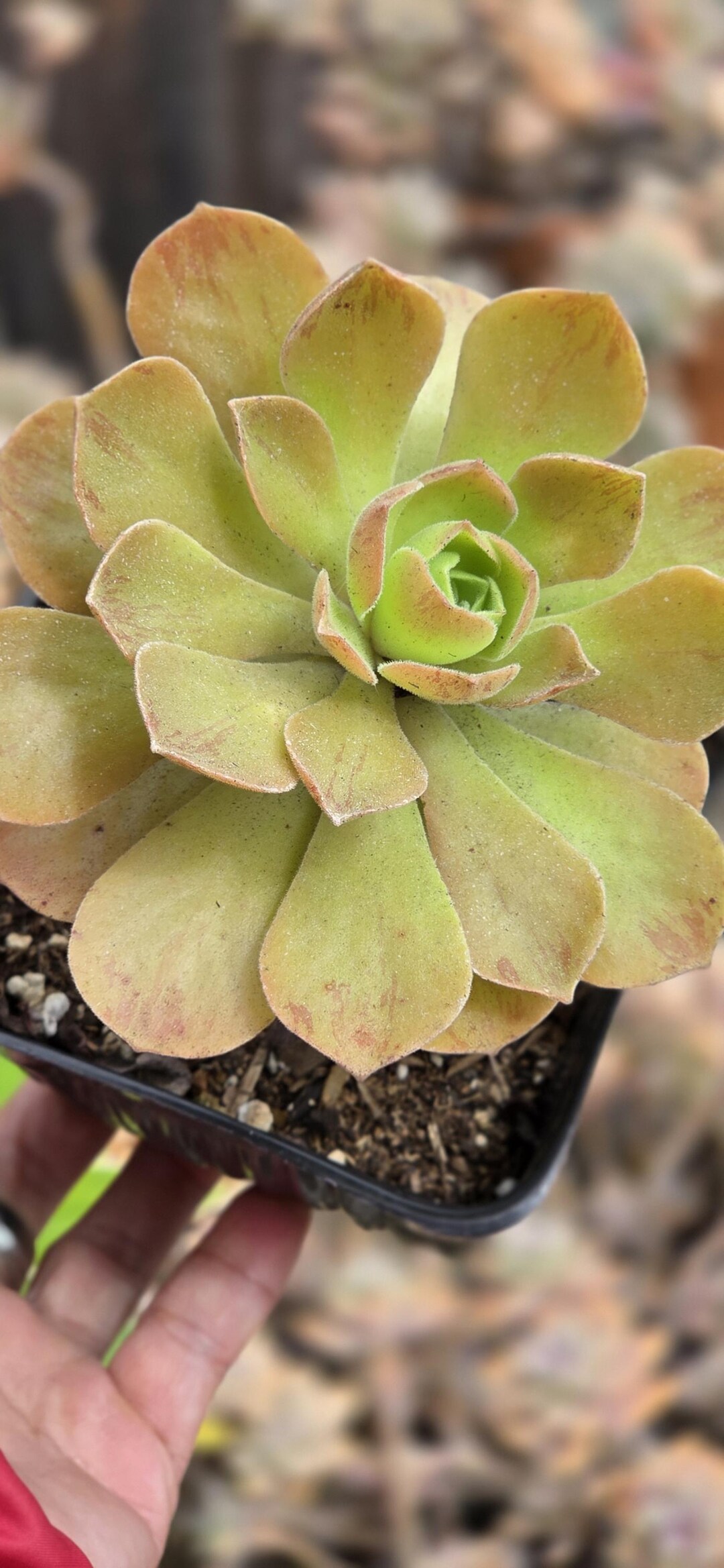 Aeonium Goblin - Etsy