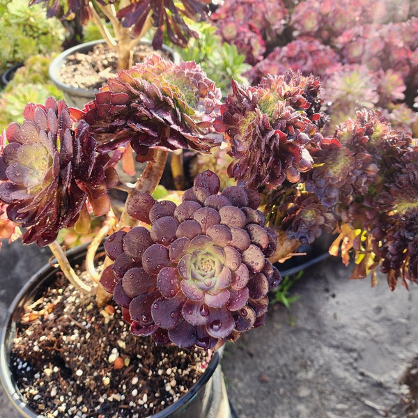 Crested Aeonium - Etsy
