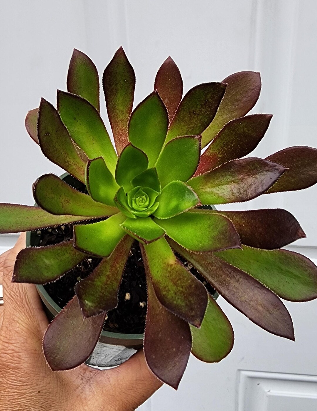Aeonium Merlot in 4 Inch Pot - Etsy