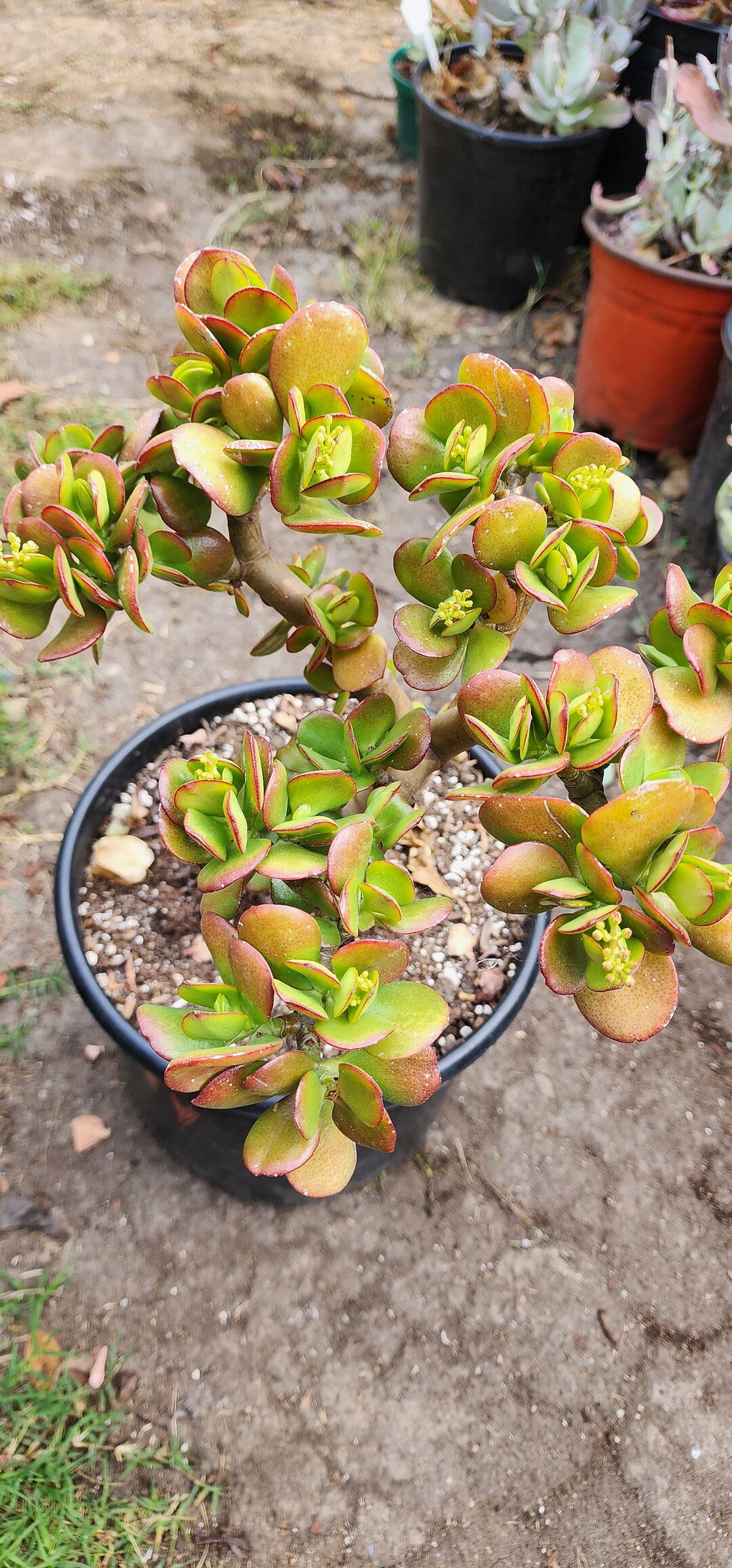 12 Inches Tall Jade - Etsy