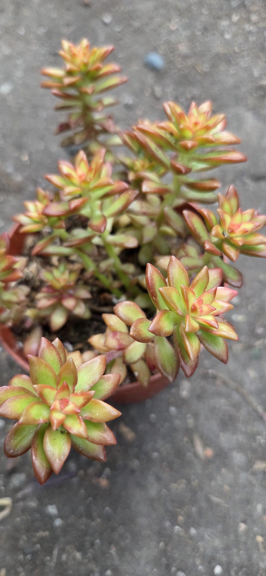 Sedum Shooting Stars in 4" Pot - Etsy