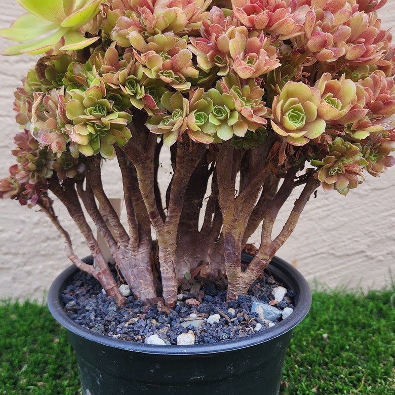 Crested Aeonium - Etsy