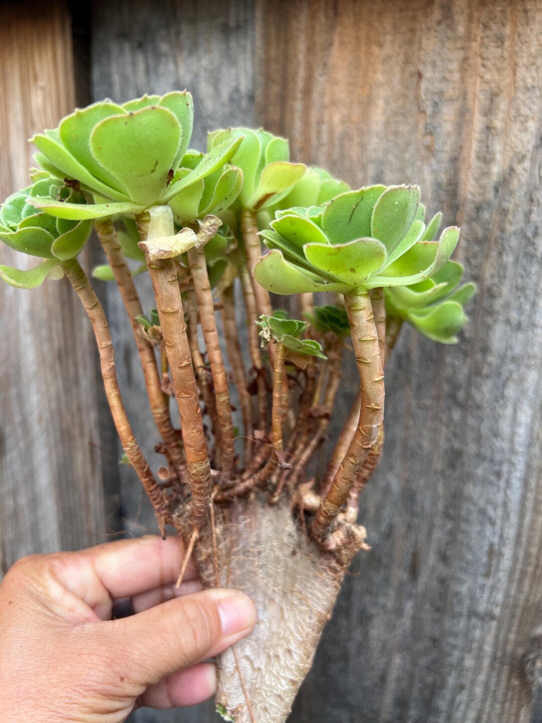 Crested Blusing Beauty Cutting - Etsy