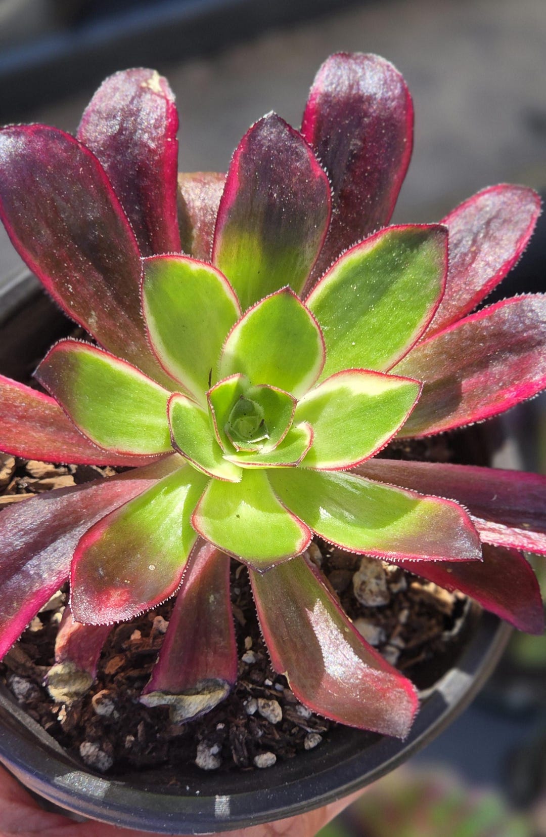 Aeonium Voodoo Var Rooted in 3 Inch Pot - Etsy