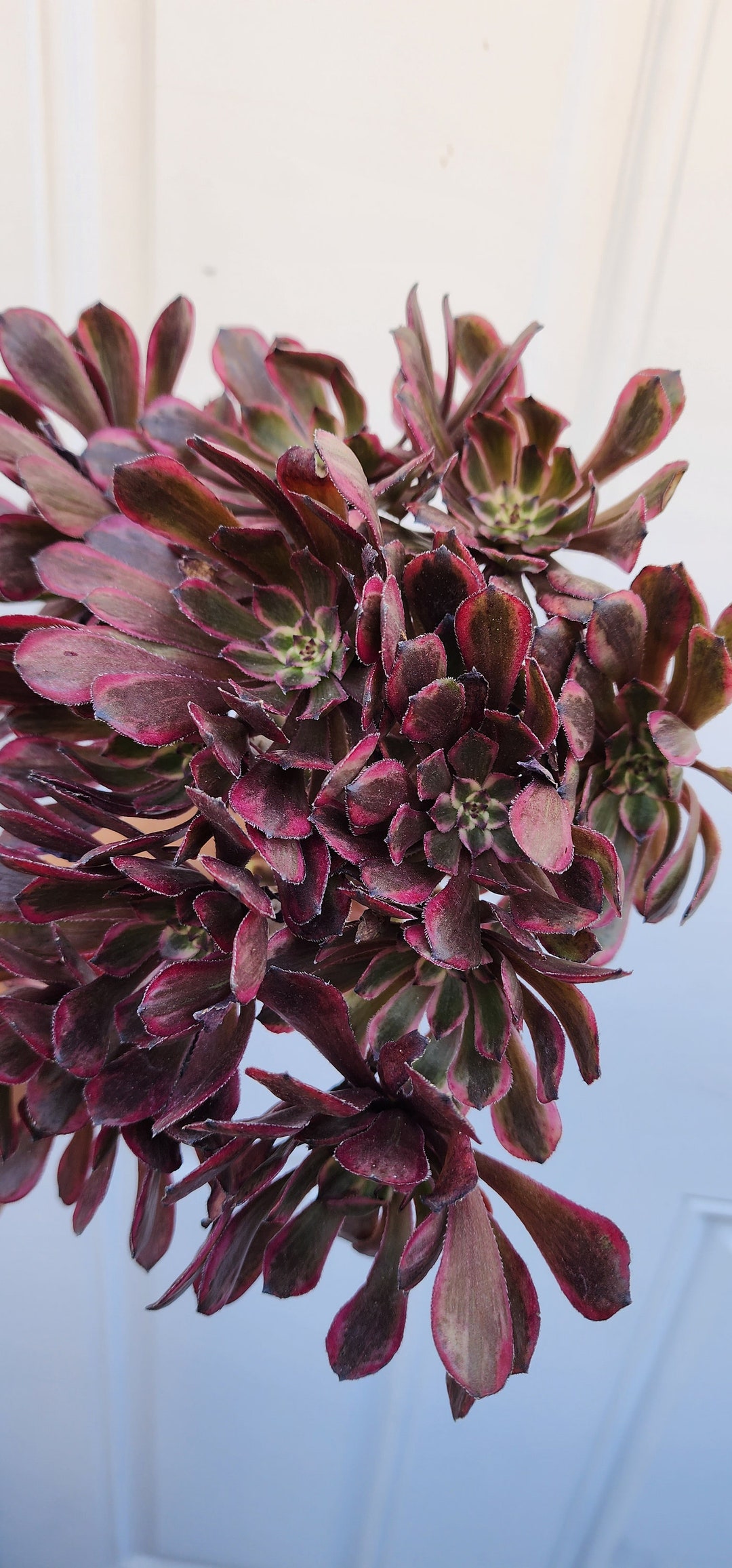 1 Cutting of Aeonium Ink Painting - Etsy