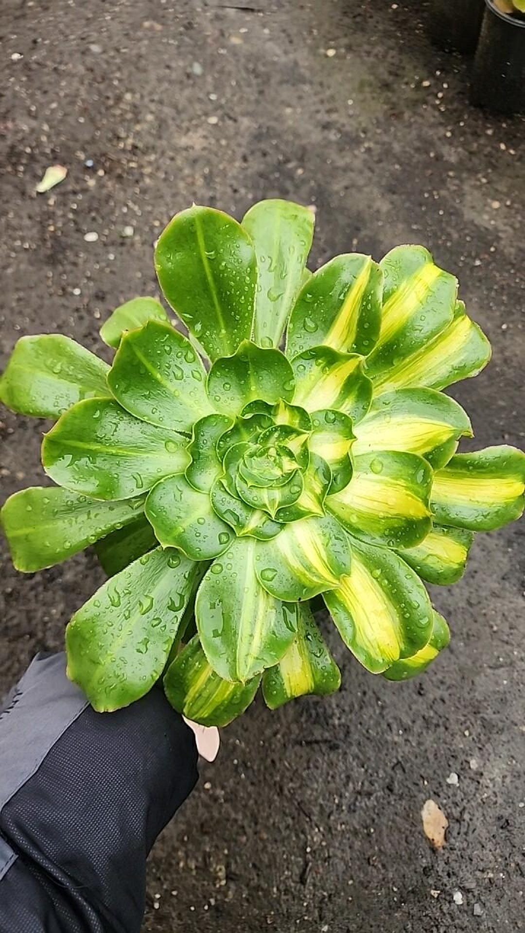 BIG Aeonium Poseidon Princess Fully Rooted - Etsy