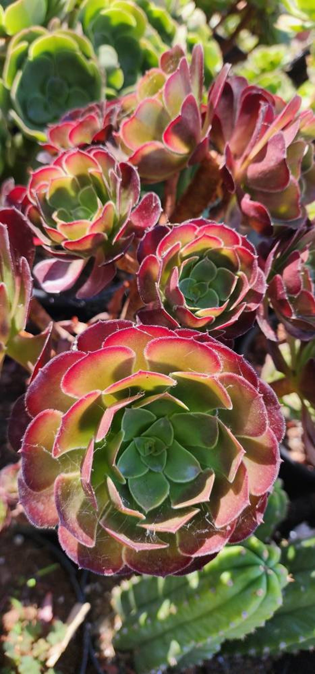 Aeonium Black Ruby Cutting - Etsy