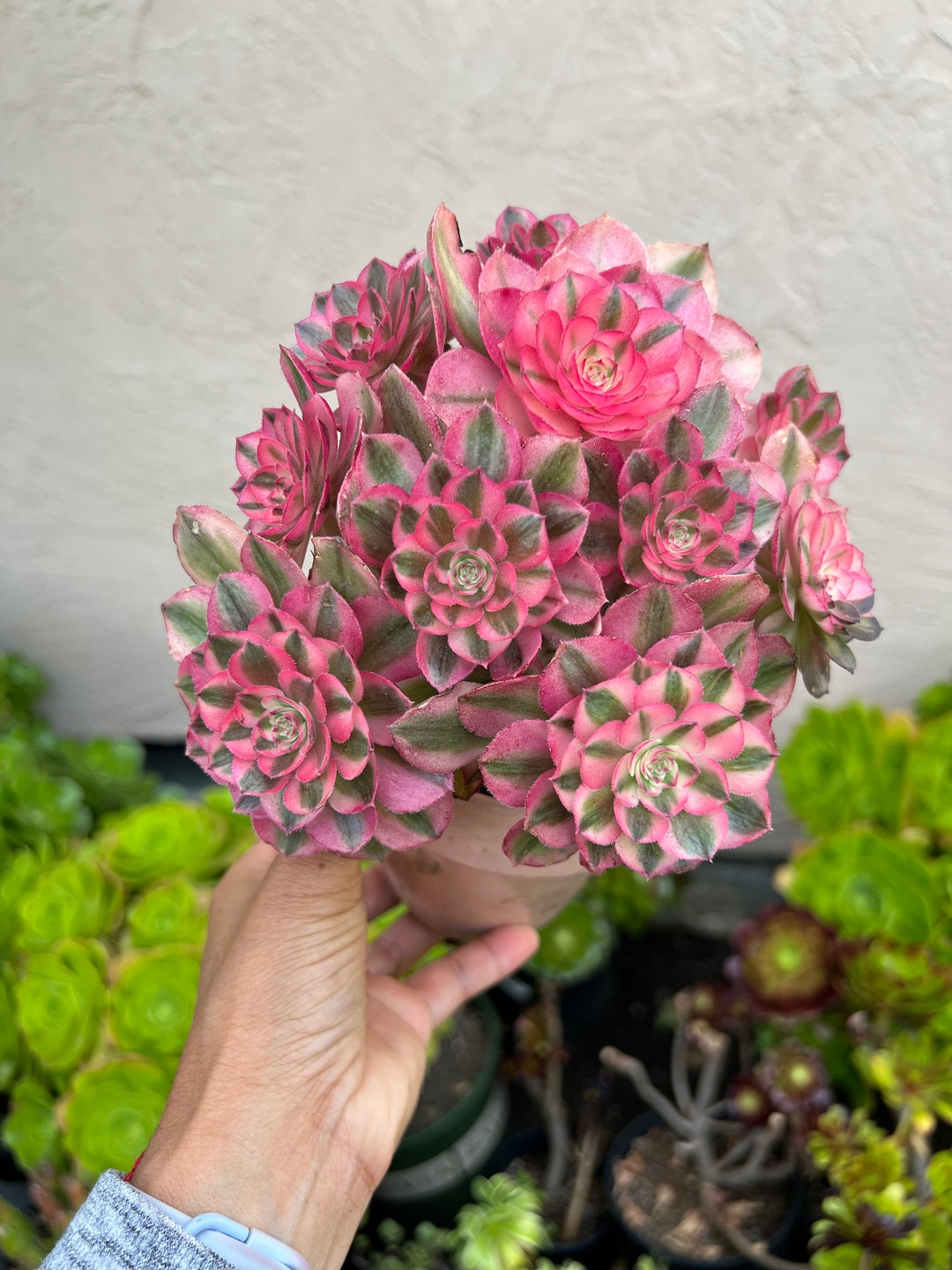 Small Cluster of Aeonium Harlot in 5 Inch Pot - Etsy