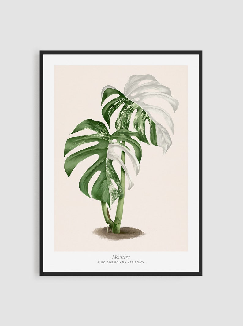 Monstera Variegata Posters 3 Sizes Vintage Botanical Illustration Best ...