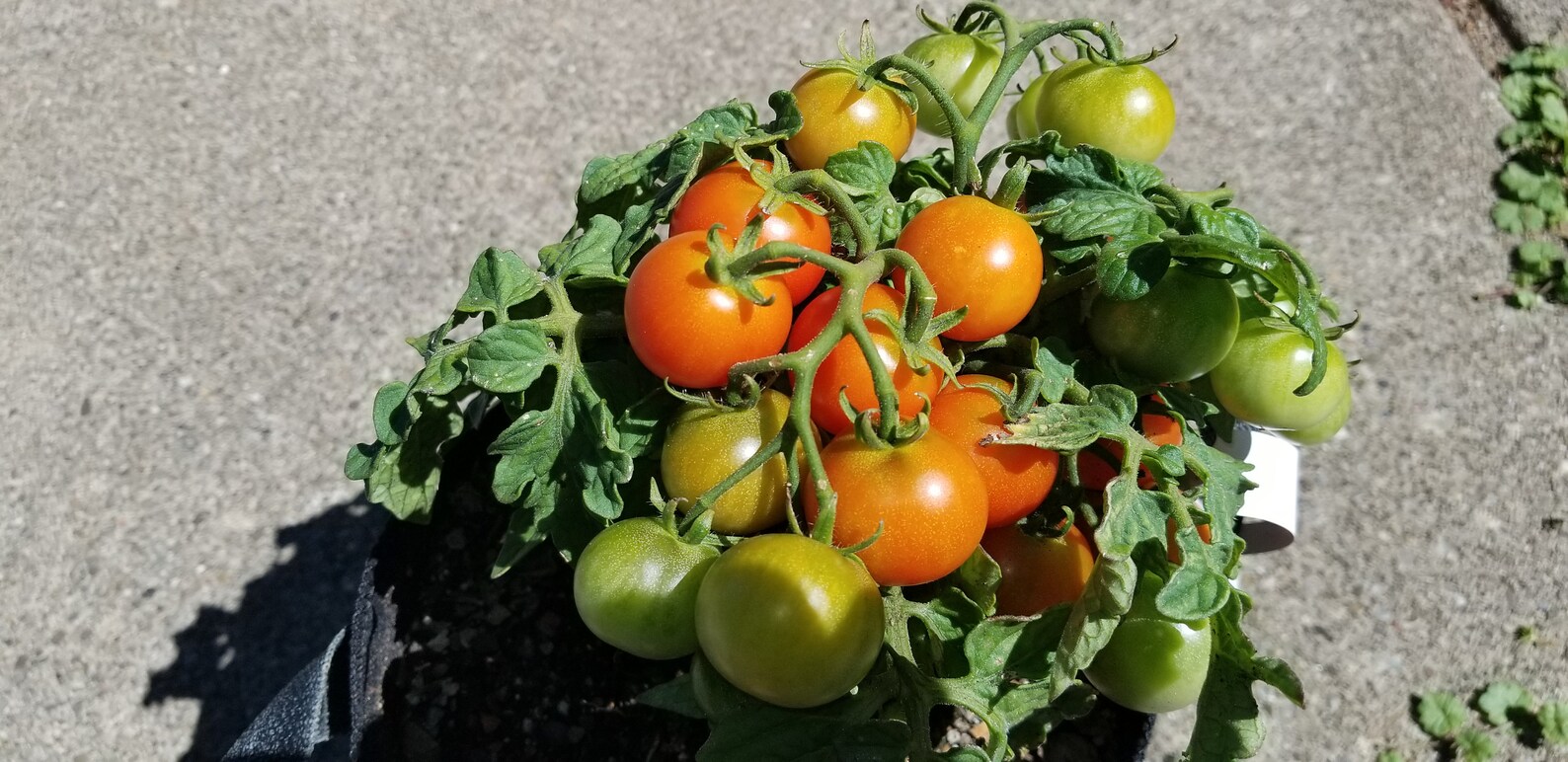 Red Robin Micro Dwarf Sweet Cherry Tomato Vegetable 12 Seeds - Etsy