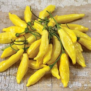 Lemon Drop Pepper 12 Seeds - Etsy