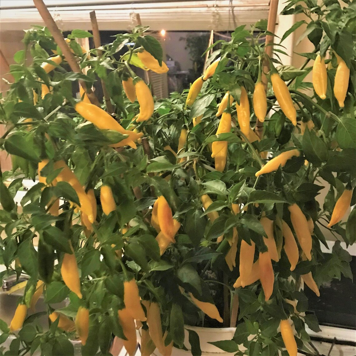 Lemon Drop Pepper 12 Seeds - Etsy