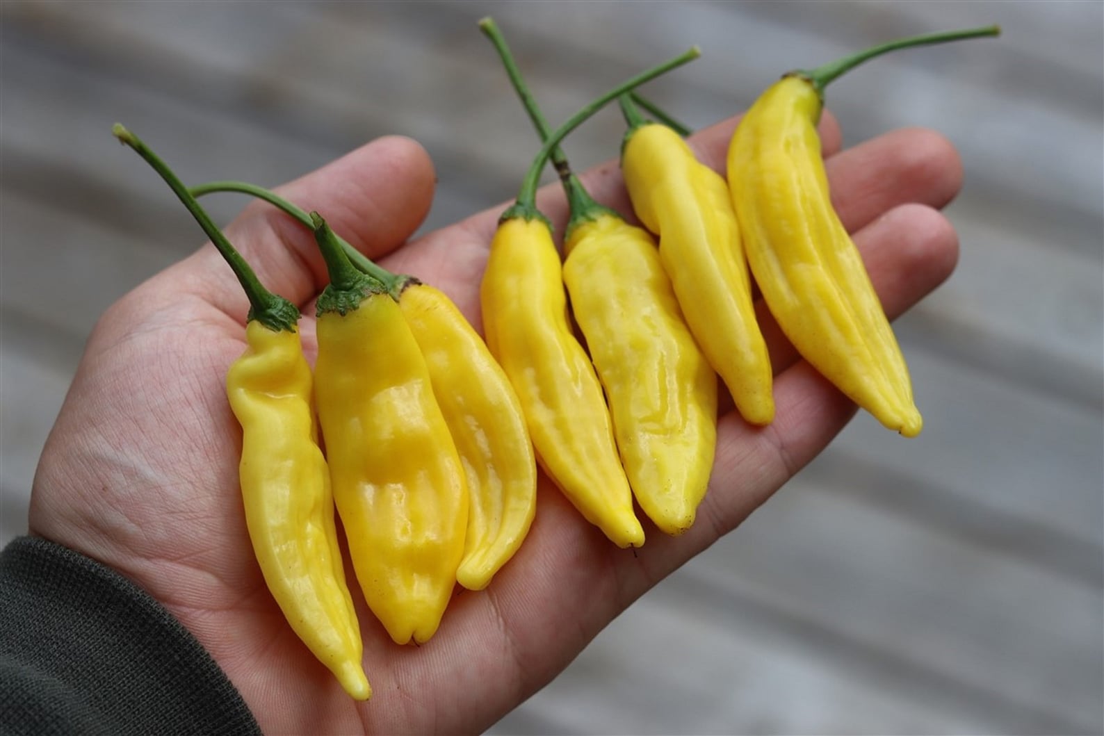 Lemon Drop Pepper 12 Seeds - Etsy