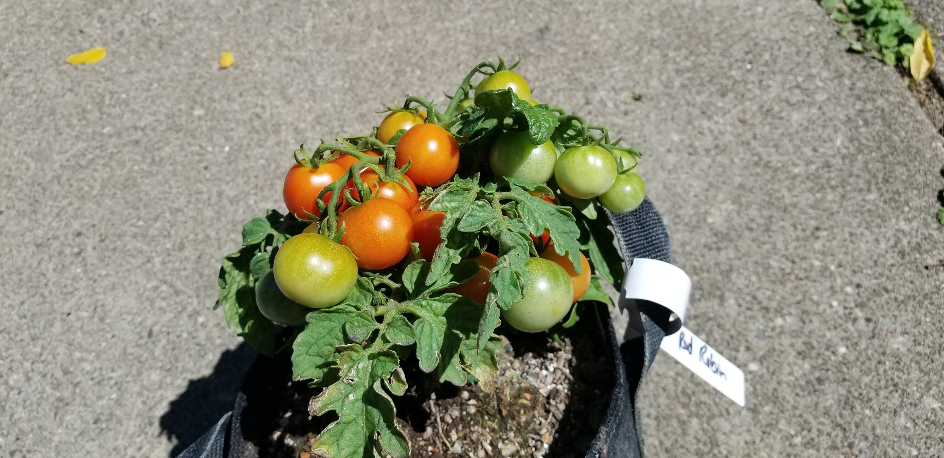Red Robin Micro Dwarf Sweet Cherry Tomato Vegetable 12 Seeds - Etsy