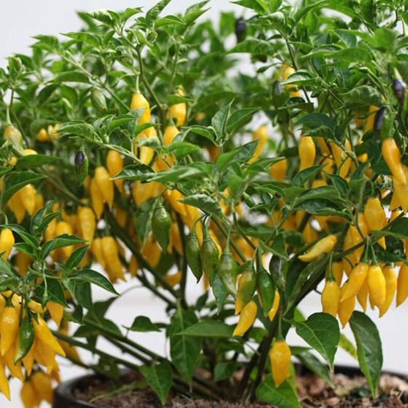 Lemon Drop Pepper 12 Seeds - Etsy