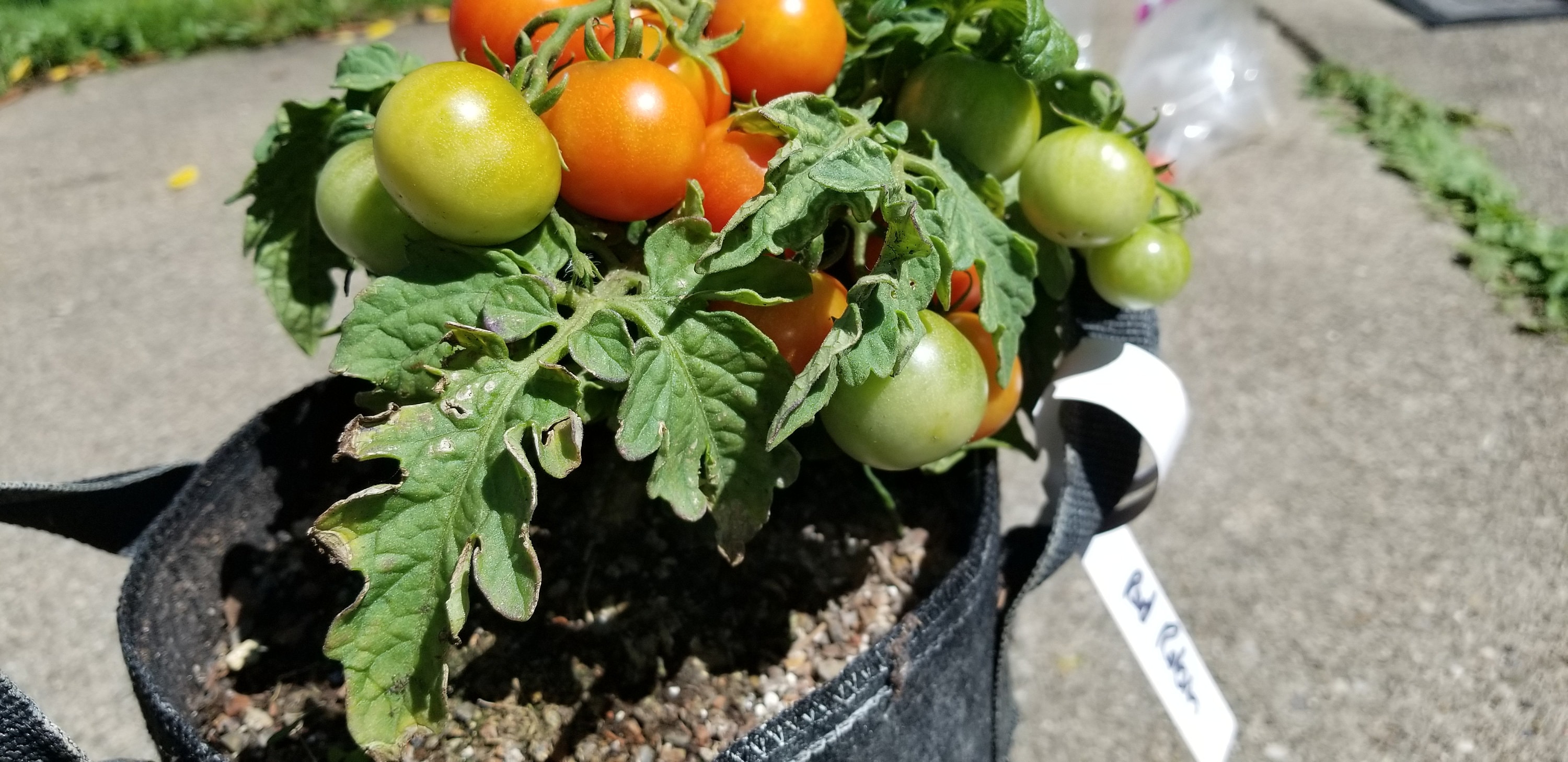 Red Robin Micro Dwarf Sweet Cherry Tomato Vegetable 12 Seeds - Etsy