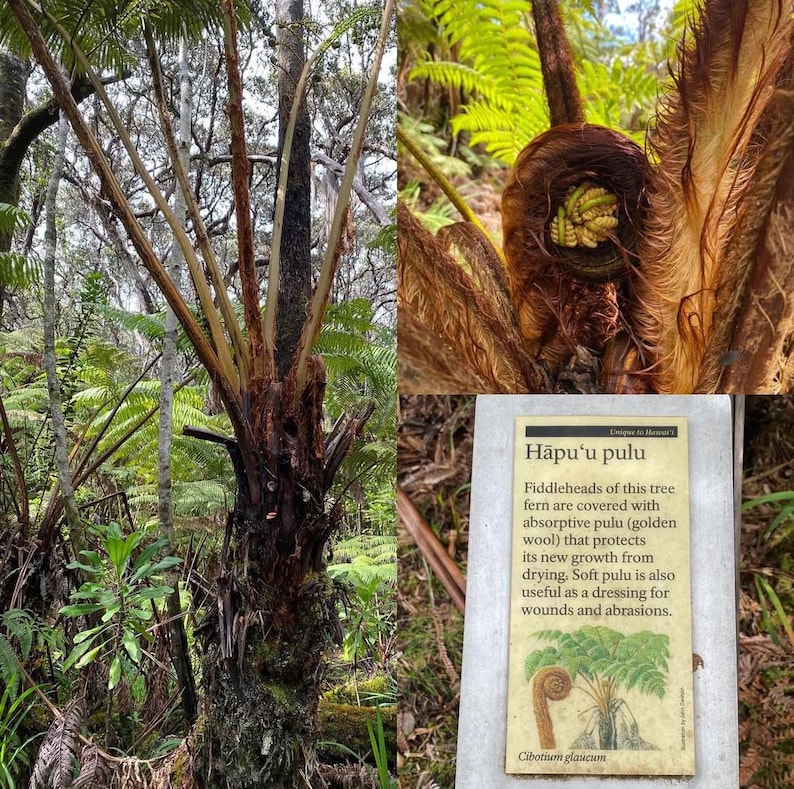 Hapu’u Hawaiian Tree Fern - Etsy