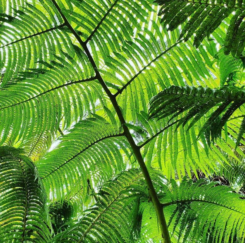Hapu’u Hawaiian Tree Fern - 2 Quantity 1+ Foot Trunk - Etsy
