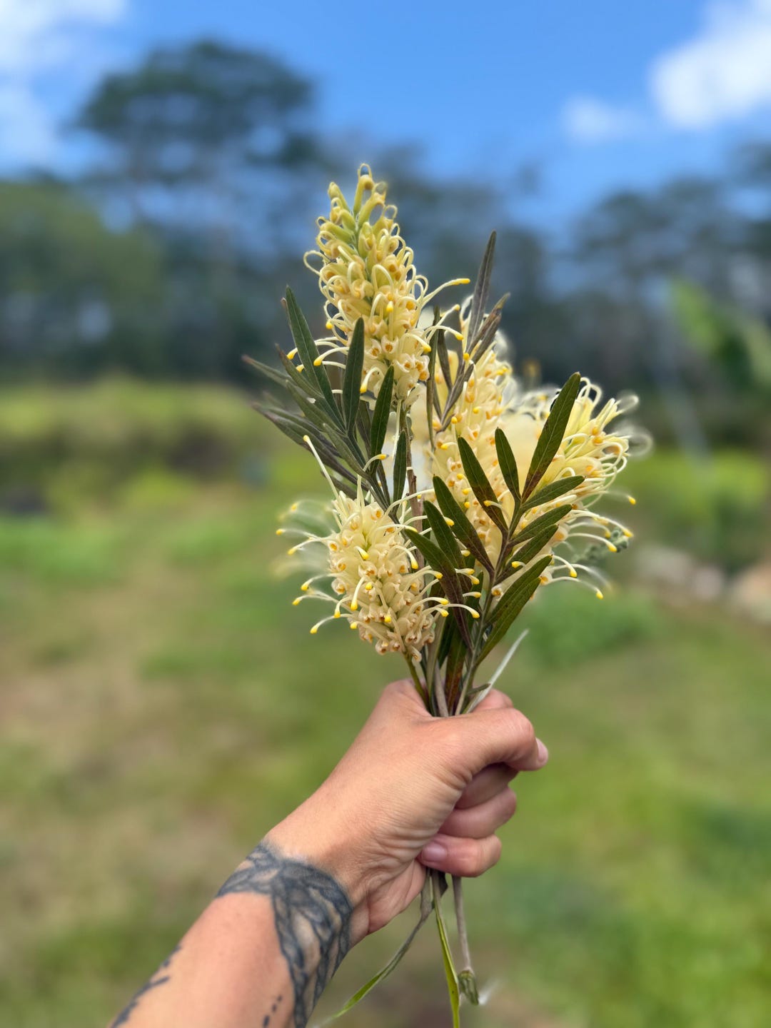 Moonlight Grevillea-protea Family Spider Flower - Etsy
