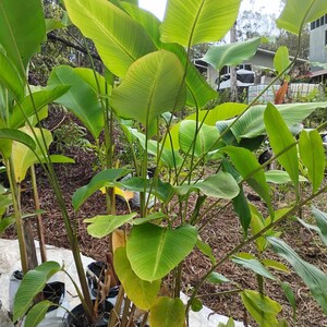 Rattlesnake Ginger (calathea Crotalifera) - Etsy