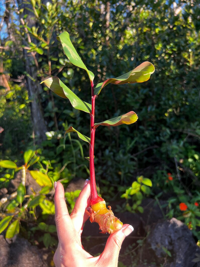 2-red Butterfly Ginger/hedychium Greenii - Etsy