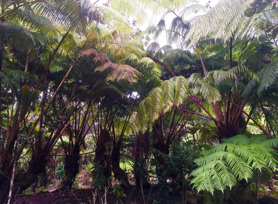 Hapu’u Hawaiian Tree Fern - Etsy
