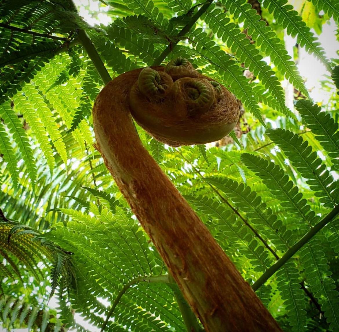 Hapu’u Hawaiian Tree Fern - Etsy