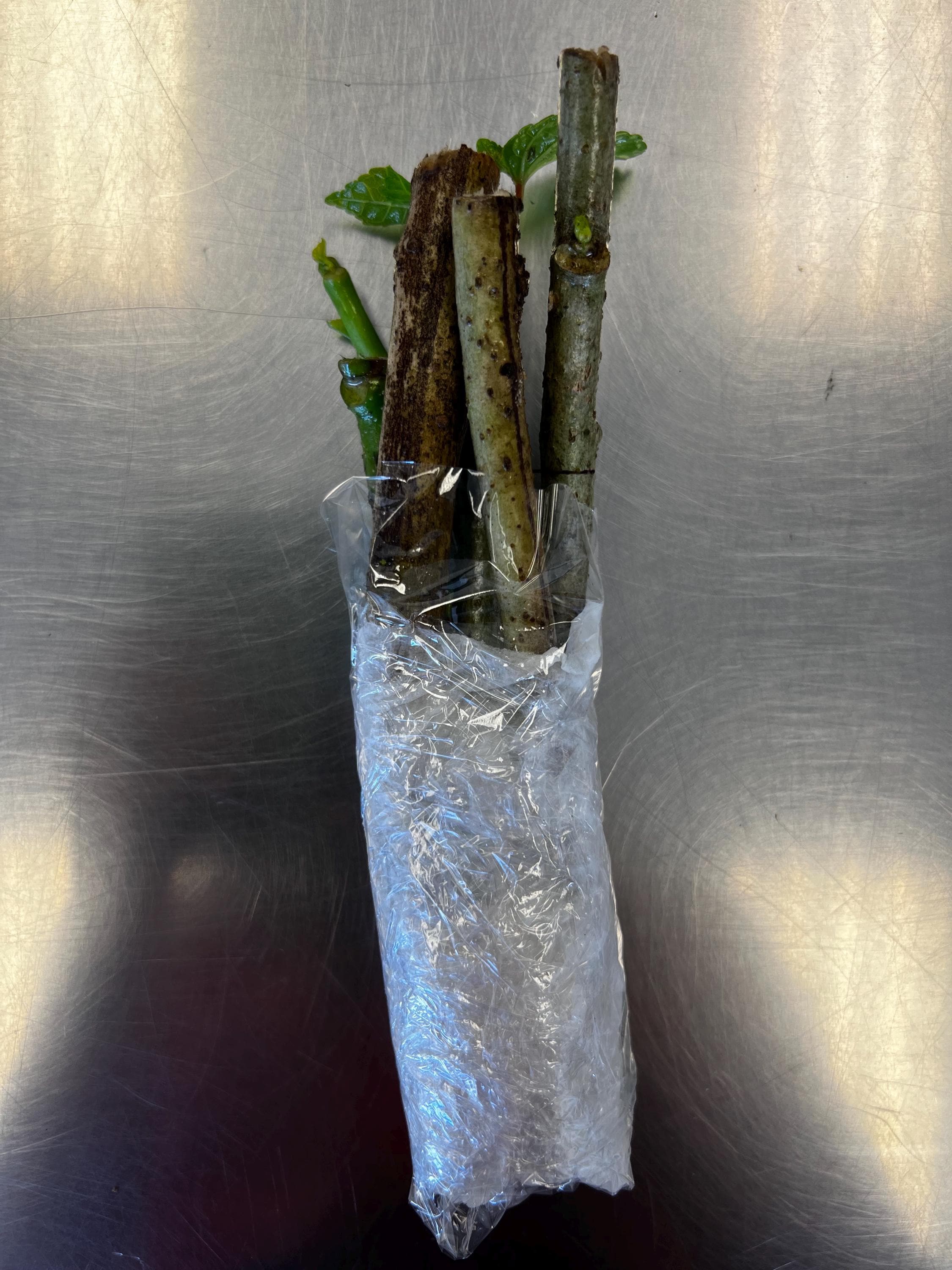 Edible, Organic Tongan Spinach Cuttings - Etsy