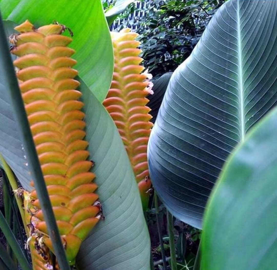 Rattlesnake Ginger (calathea Crotalifera) - Etsy