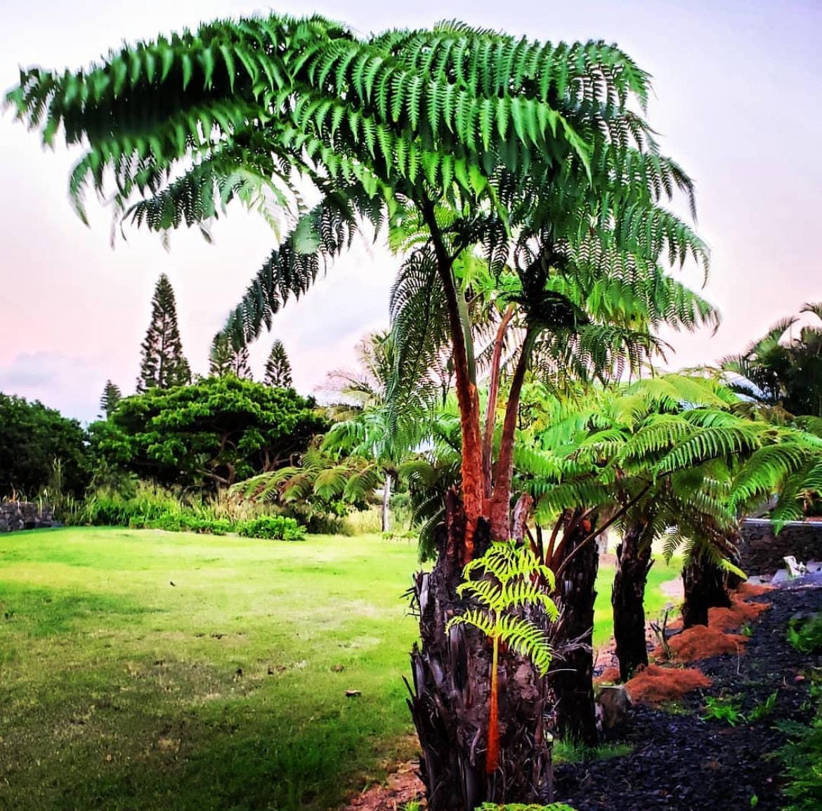 Hapu’u Hawaiian Tree Fern - Etsy