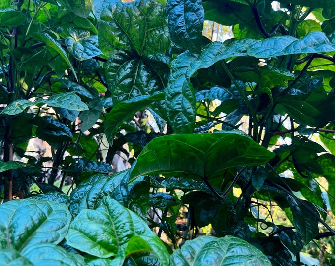5 Bele Abelmoschus Manihot Edible Hibiscus Tonga Spinach Cuttings From ...