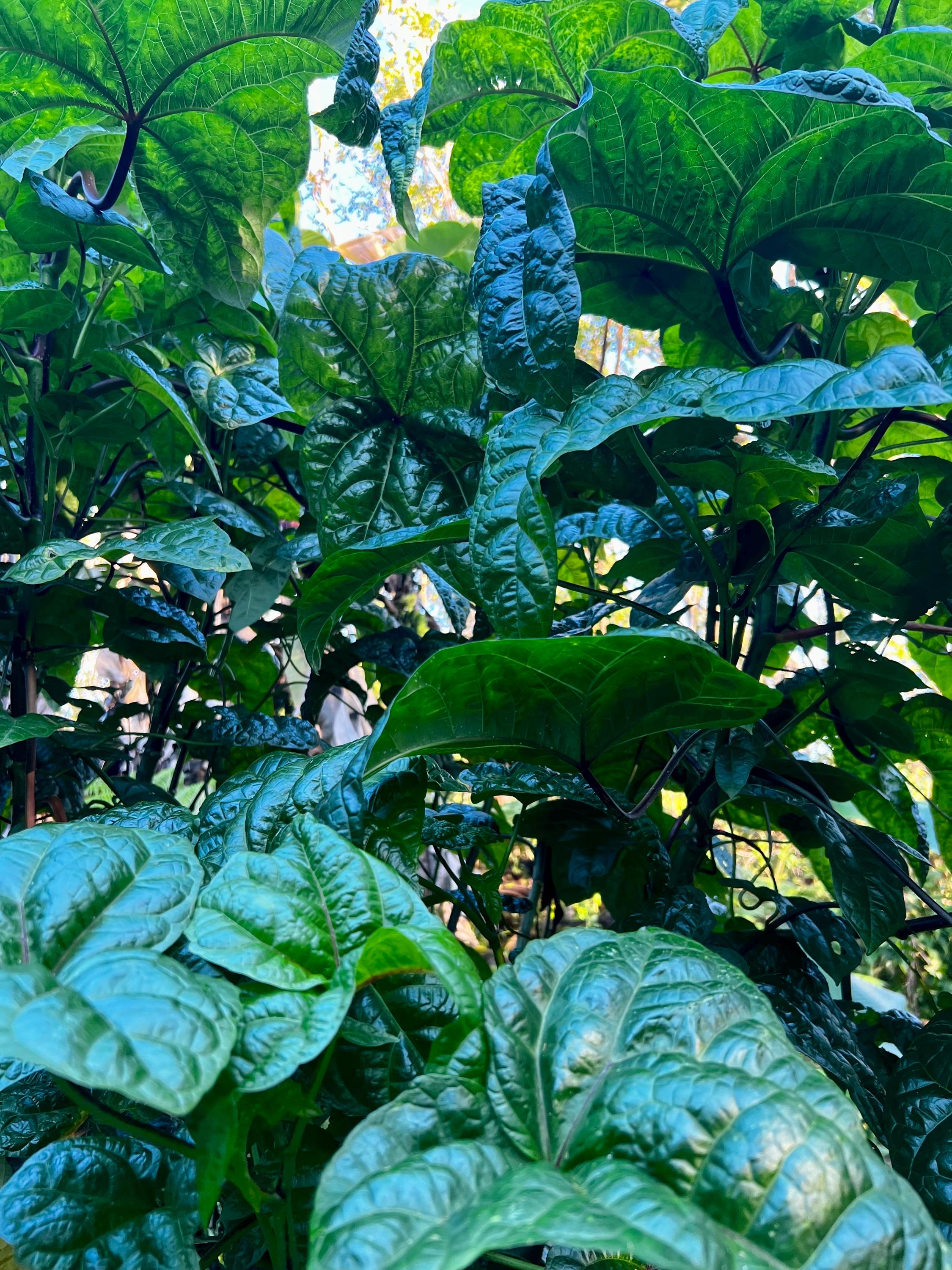 Edible, Organic Tongan Spinach Cuttings - Etsy