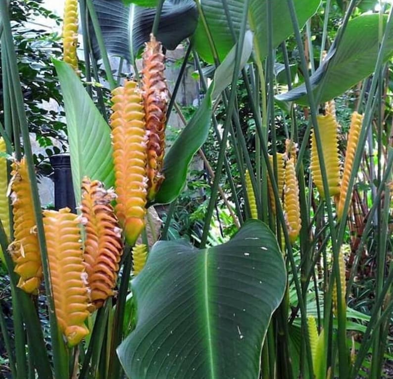 Rattlesnake Ginger (calathea Crotalifera) - Etsy