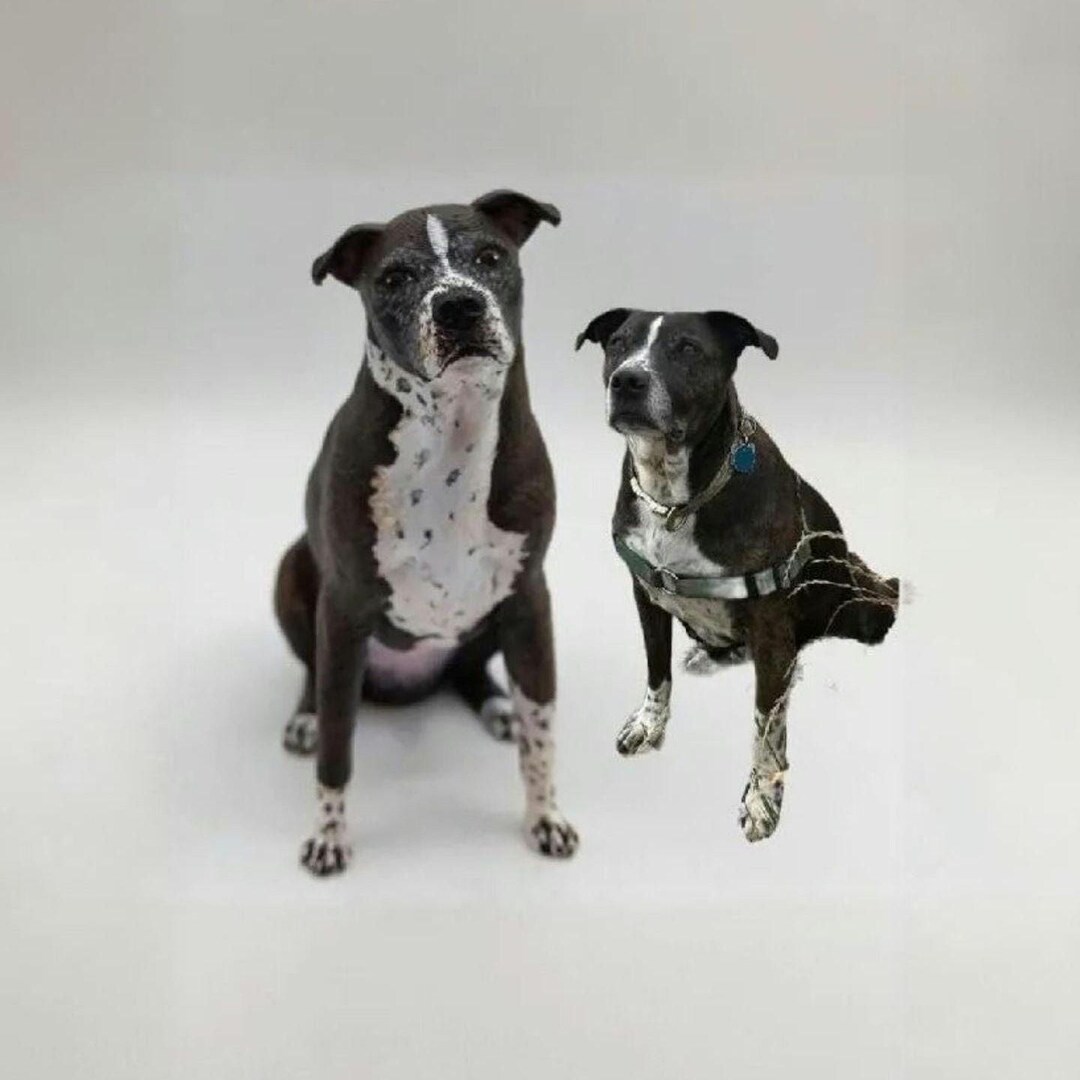 Custom Realistic Pitbull: Personalized Design and Painting - Wedding ...