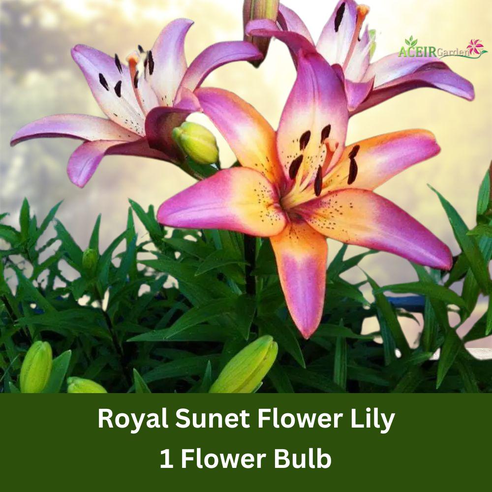 1 Bulb Royal Sunset Lily – Fragrant Asiatic Hybrid Lily, Vibrant Orange ...