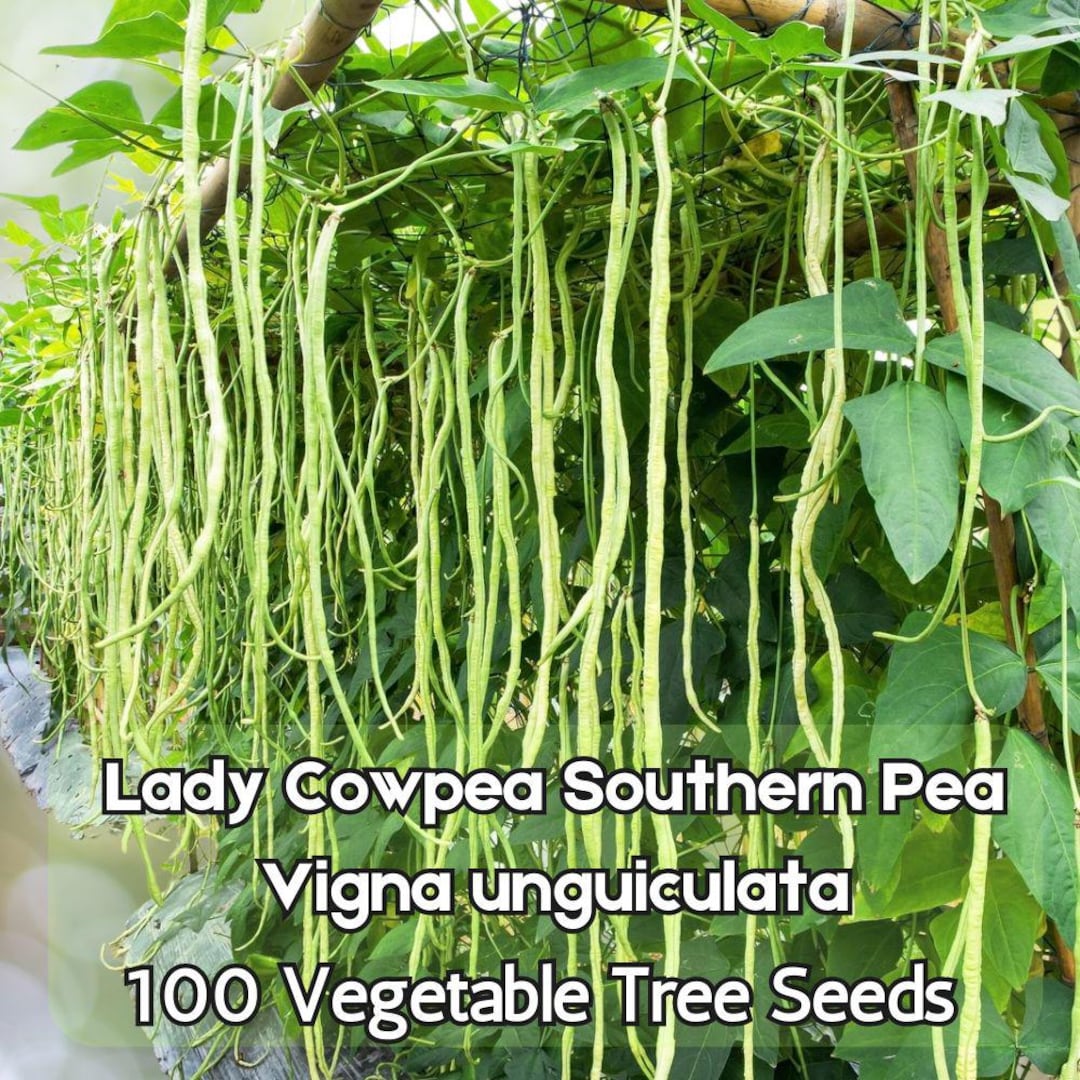 100 Lady Cowpea Seeds – Southern Pea Vigna Unguiculata Lady Finger Bean ...