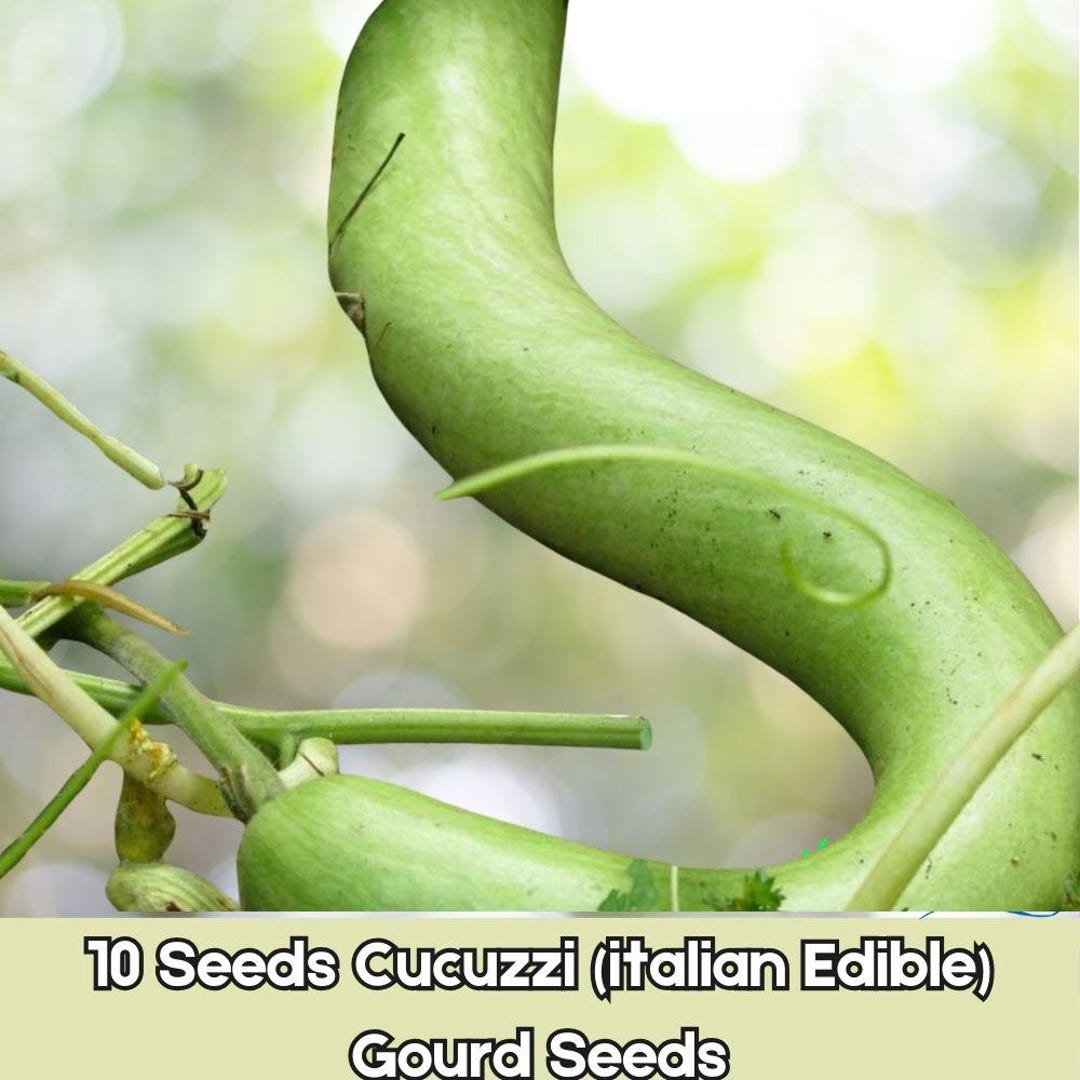 Cucuzzi Italian Edible Gourd Seeds Heirloom 10 Count Long Tender ...