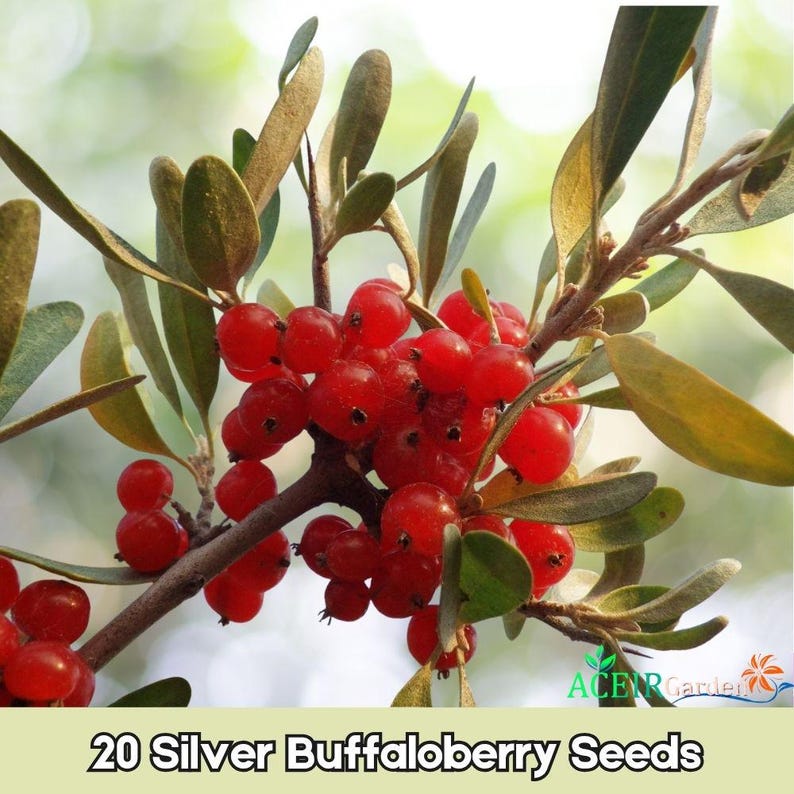 20 Silver Buffaloberry Seeds Shepherdia Argentea Red Fruit Shrub Fast ...