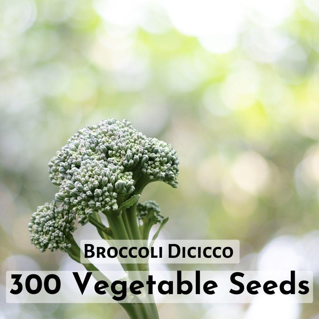 300 Seeds Broccoli Dicicco Vegetable Plant - Etsy