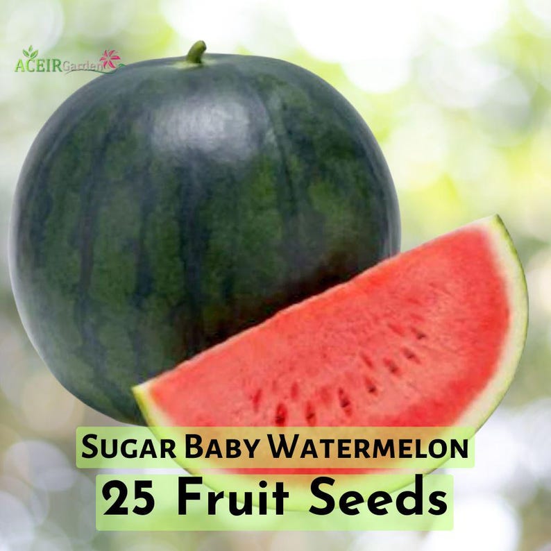 25 Sugar Baby Watermelon Seeds – Sweet Mini Melons – Compact Vines for ...