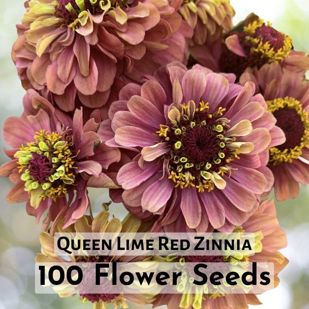 100 Queen Lime Red Zinnia Seeds | Unique Bi-color Blooms | Easy to Grow ...