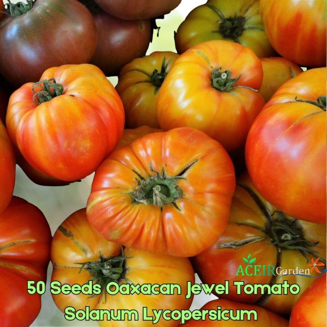 50 Seeds Oaxacan Jewel Tomato Solanum Lycopersicum Bicolor Heirloom ...